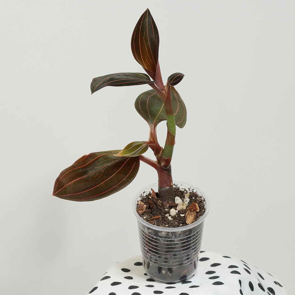 Produkter – Page 15 – Frostvits Flora